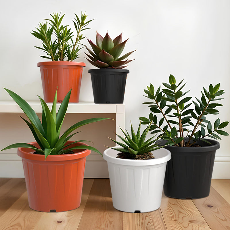 SHERA | CROWN PLANTER